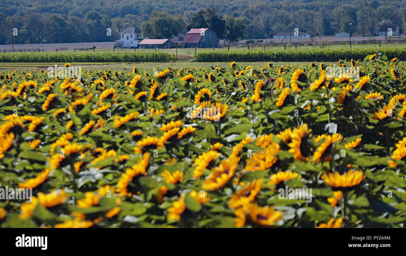 Sunny Sunflower Farm Stock Photo - Alamy