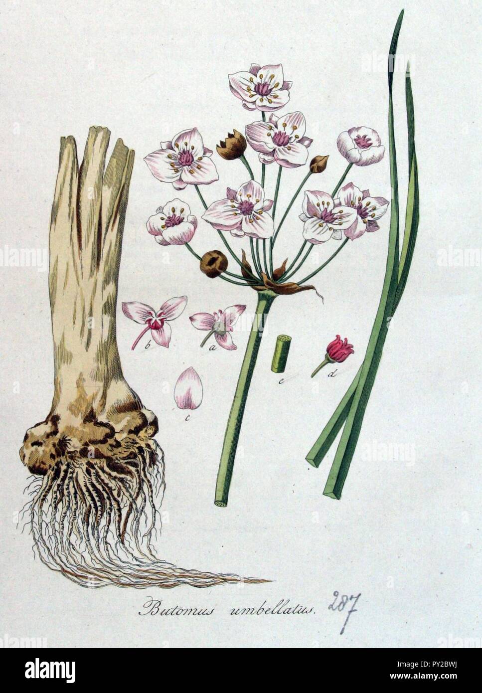 Butomus umbellatus — Flora Batava — Volume v4 Stock Photo - Alamy