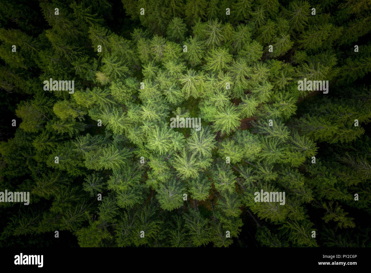 Alpine forest hi-res stock photography and images - Alamy