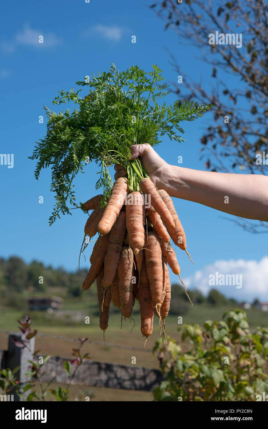 Human hand holding freshly picked carrots Stock Photo - Alamy