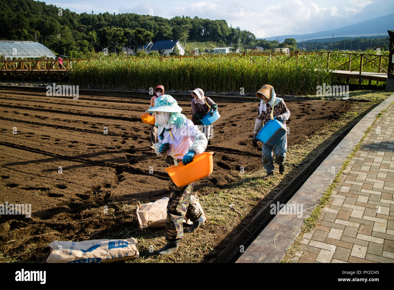 Yamanashi, Japan - 09/01/2016: 4 old ladies planting new crops together ...