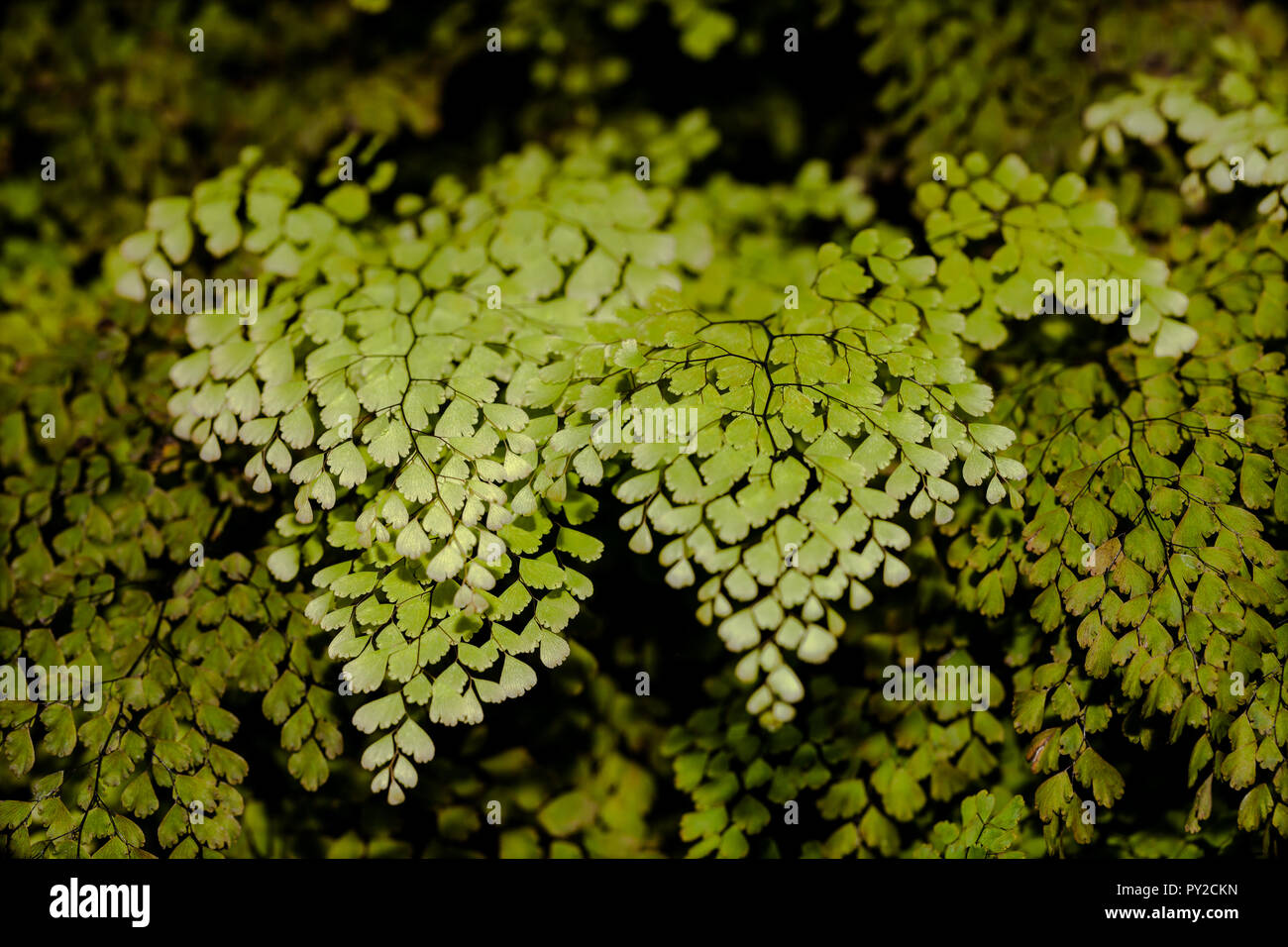Adiantum raddianum hi-res stock photography and images - Alamy