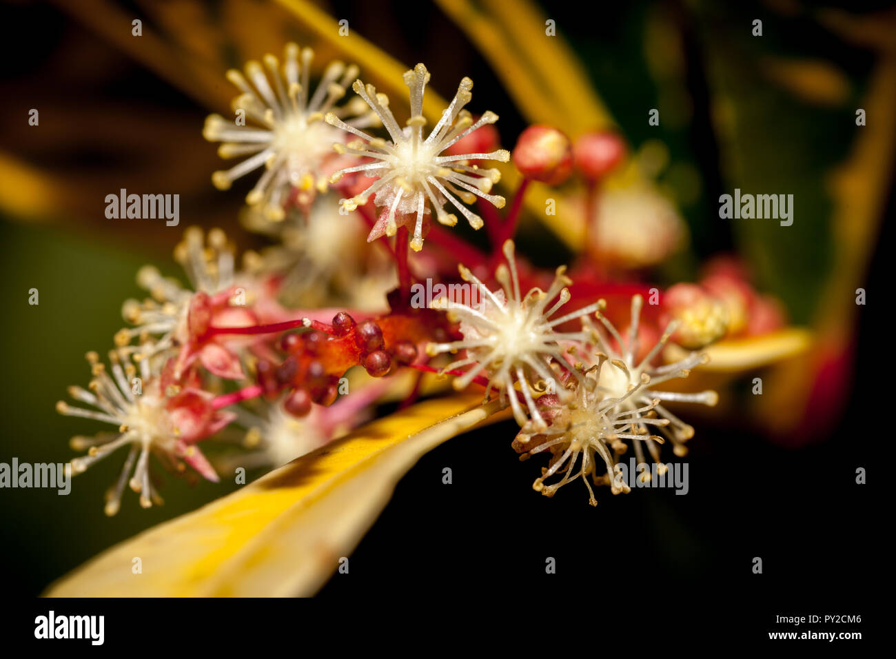 Red ananas hi-res stock photography and images - Alamy