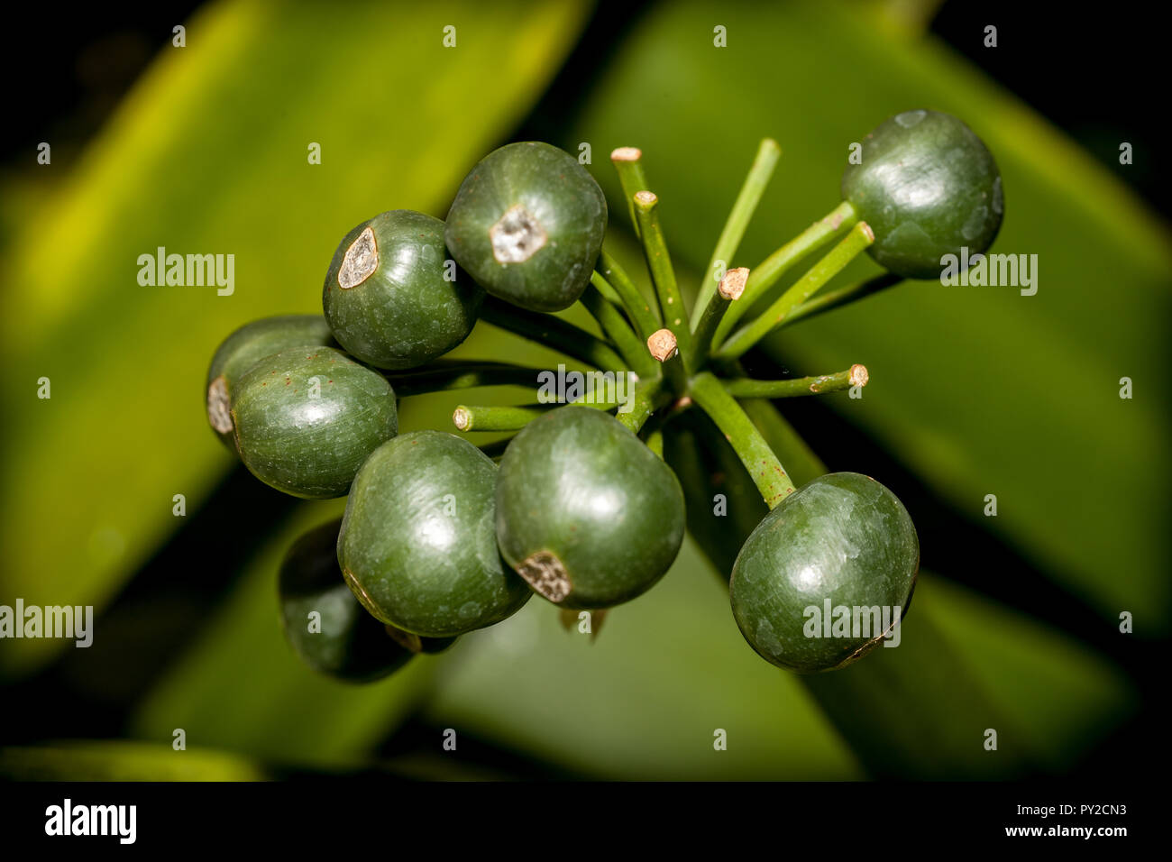Colletia High Resolution Stock Photography and Images - Alamy