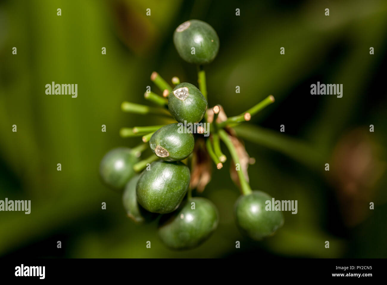 Colletia paradoxa hi-res stock photography and images - Alamy