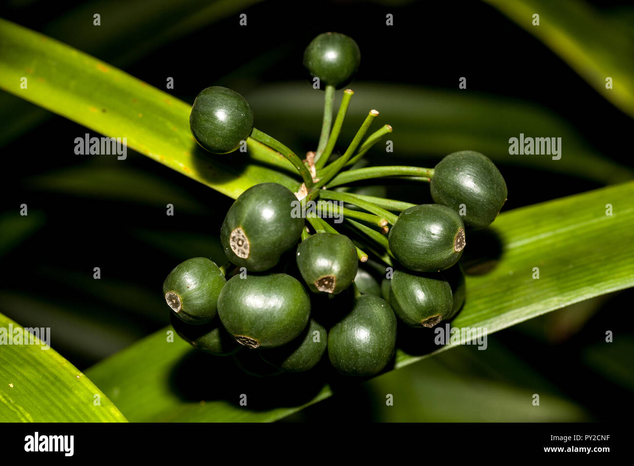 Colletia paradoxa hi-res stock photography and images - Alamy