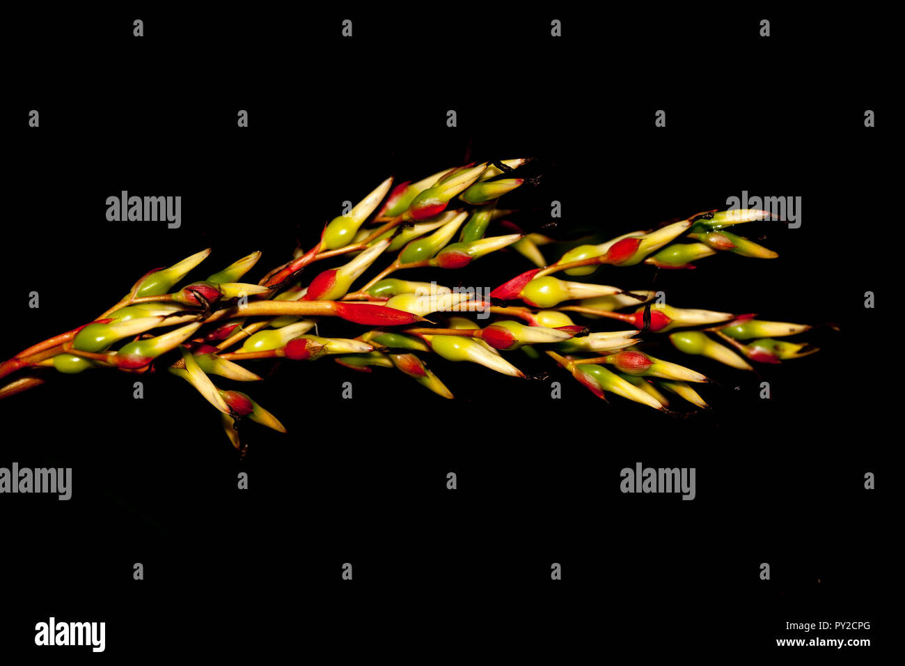 Eucalyptus robusta leaves hi-res stock photography and images - Alamy