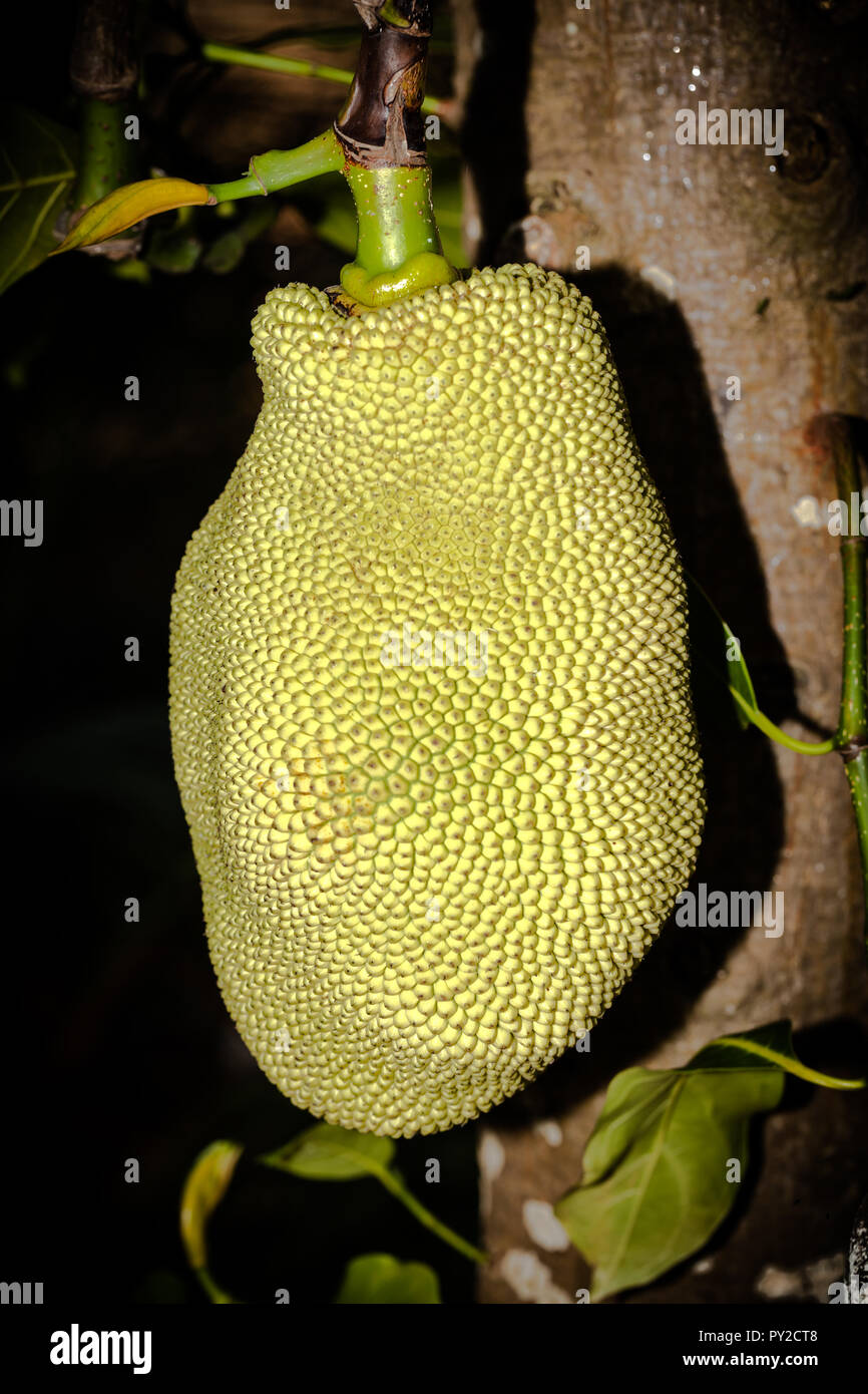 Canary islands rare tree hi-res stock photography and images - Alamy