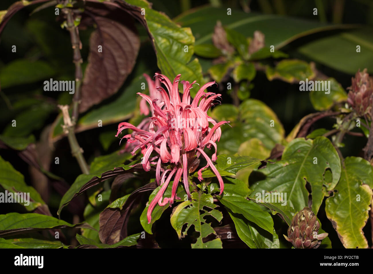 Justicia carnea plants hi-res stock photography and images - Alamy