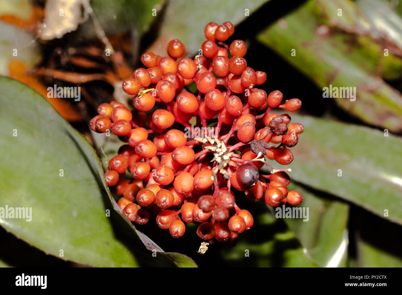 Puya species hi-res stock photography and images - Alamy