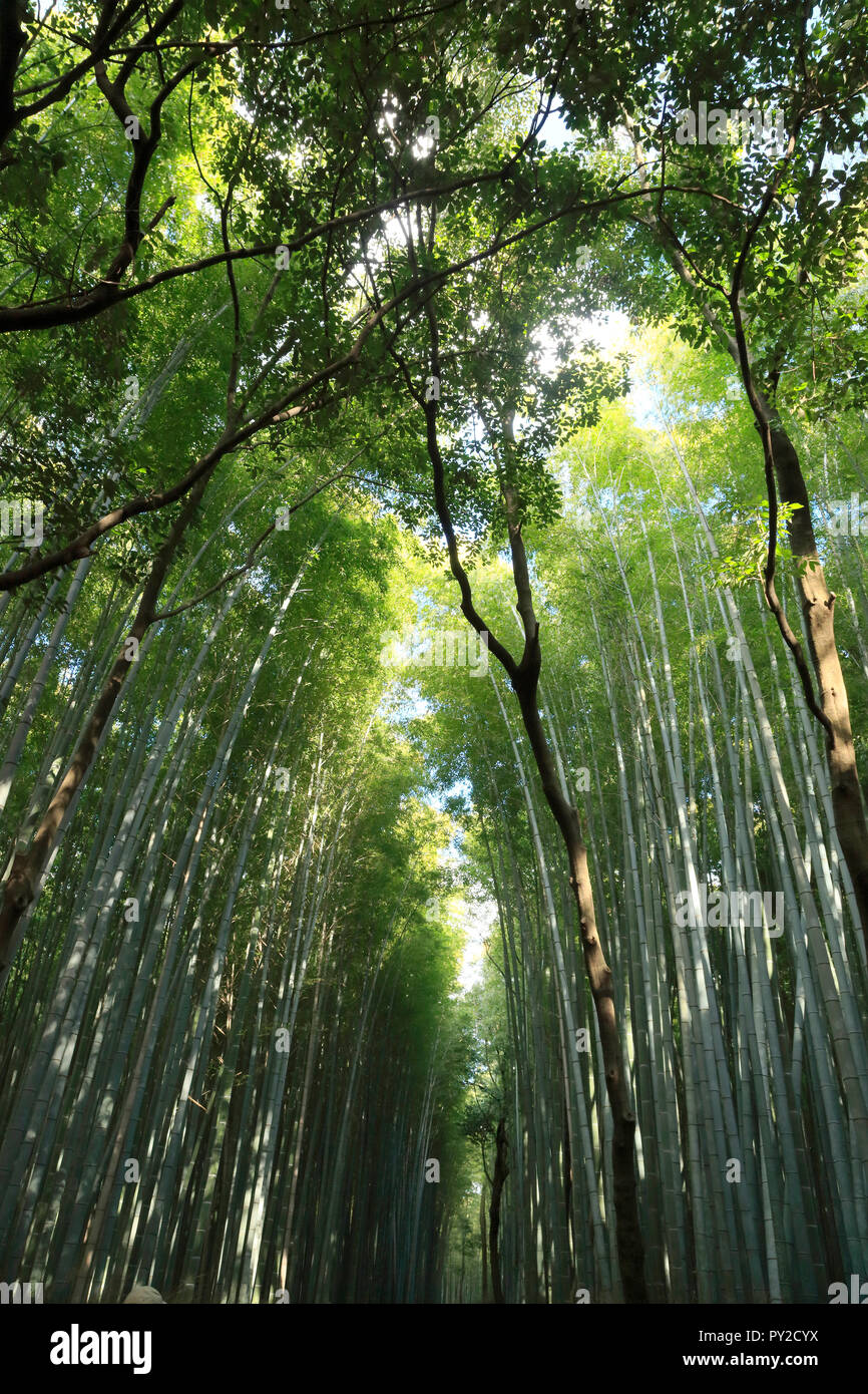 Bamboo road hi-res stock photography and images - Alamy