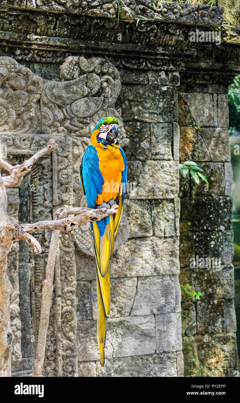 The macaw parrot bird hi-res stock photography and images - Alamy