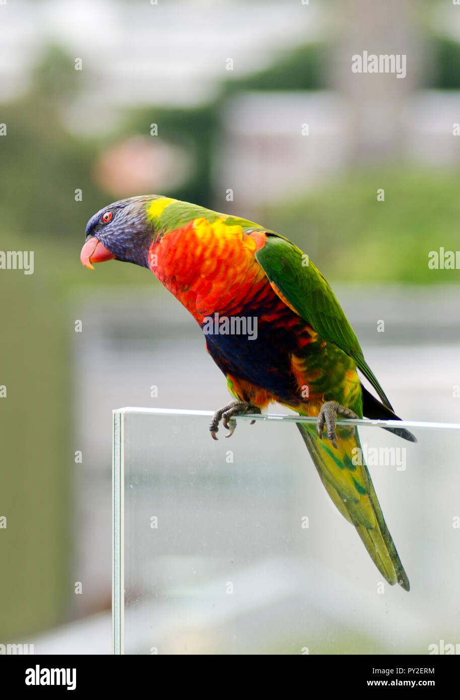 Trichoglossus moluccanus australia hi-res stock photography and images ...