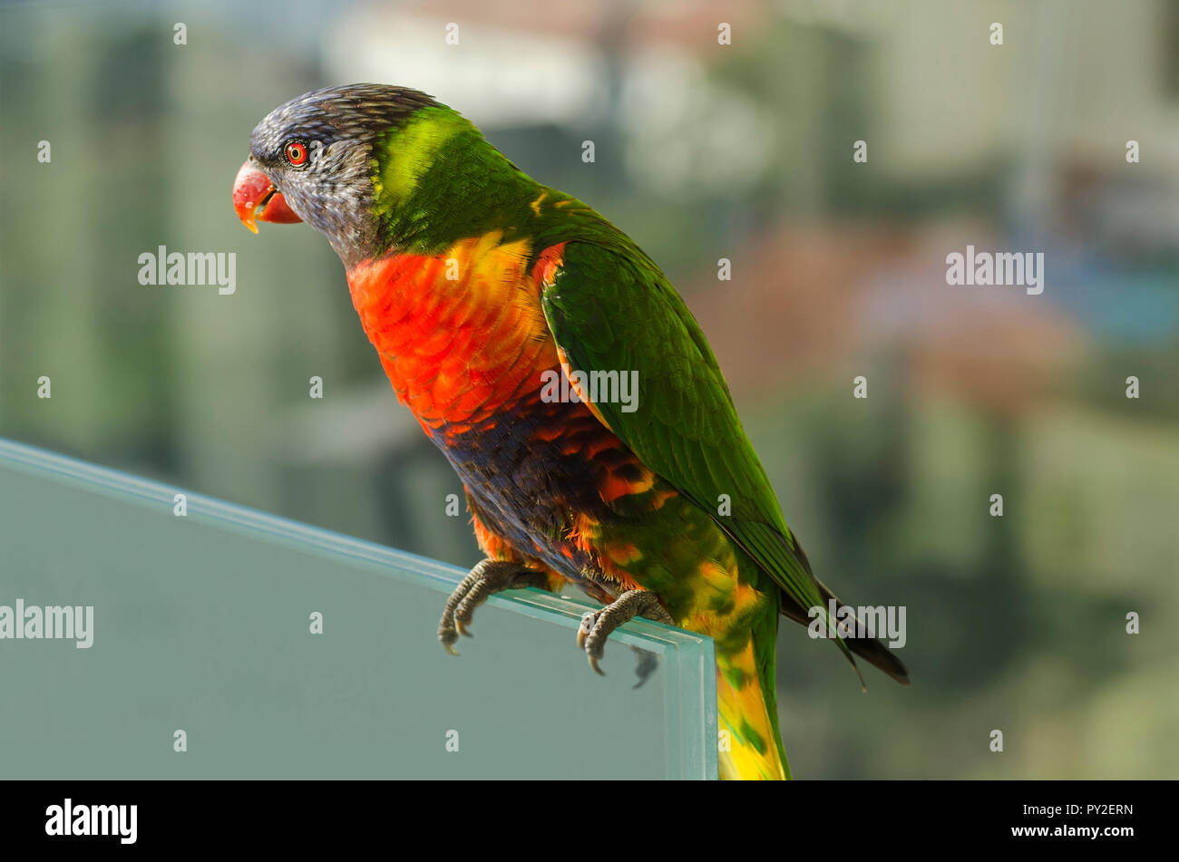 Trichoglossus moluccanus australia hi-res stock photography and images ...