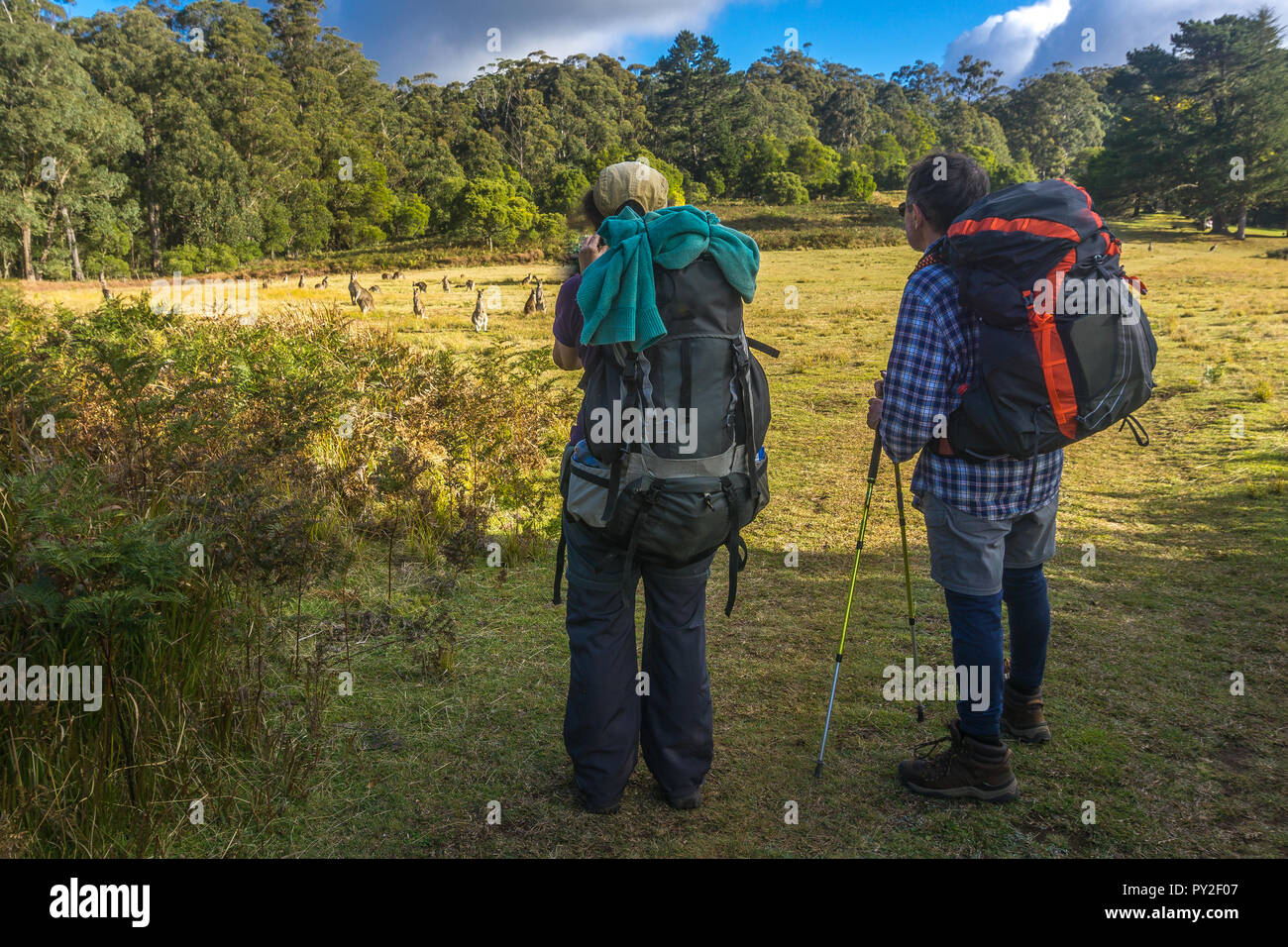 Two hikers looking at kangaroos, Green Gully track, Oxley Wild Rivers ...