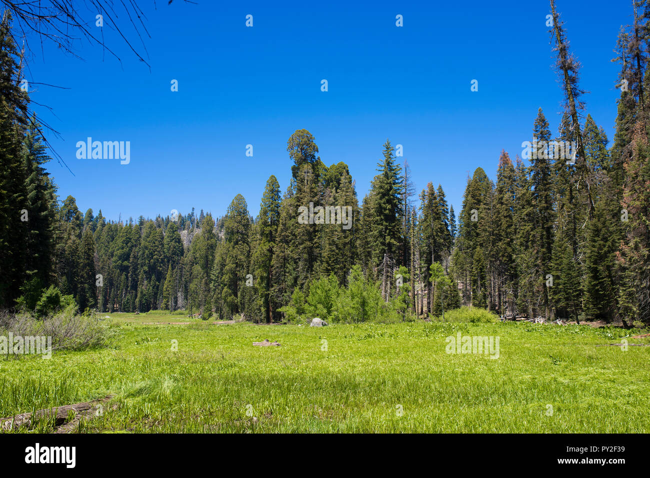 Meadow at Yosemite National Park California USA Stock Photo - Alamy