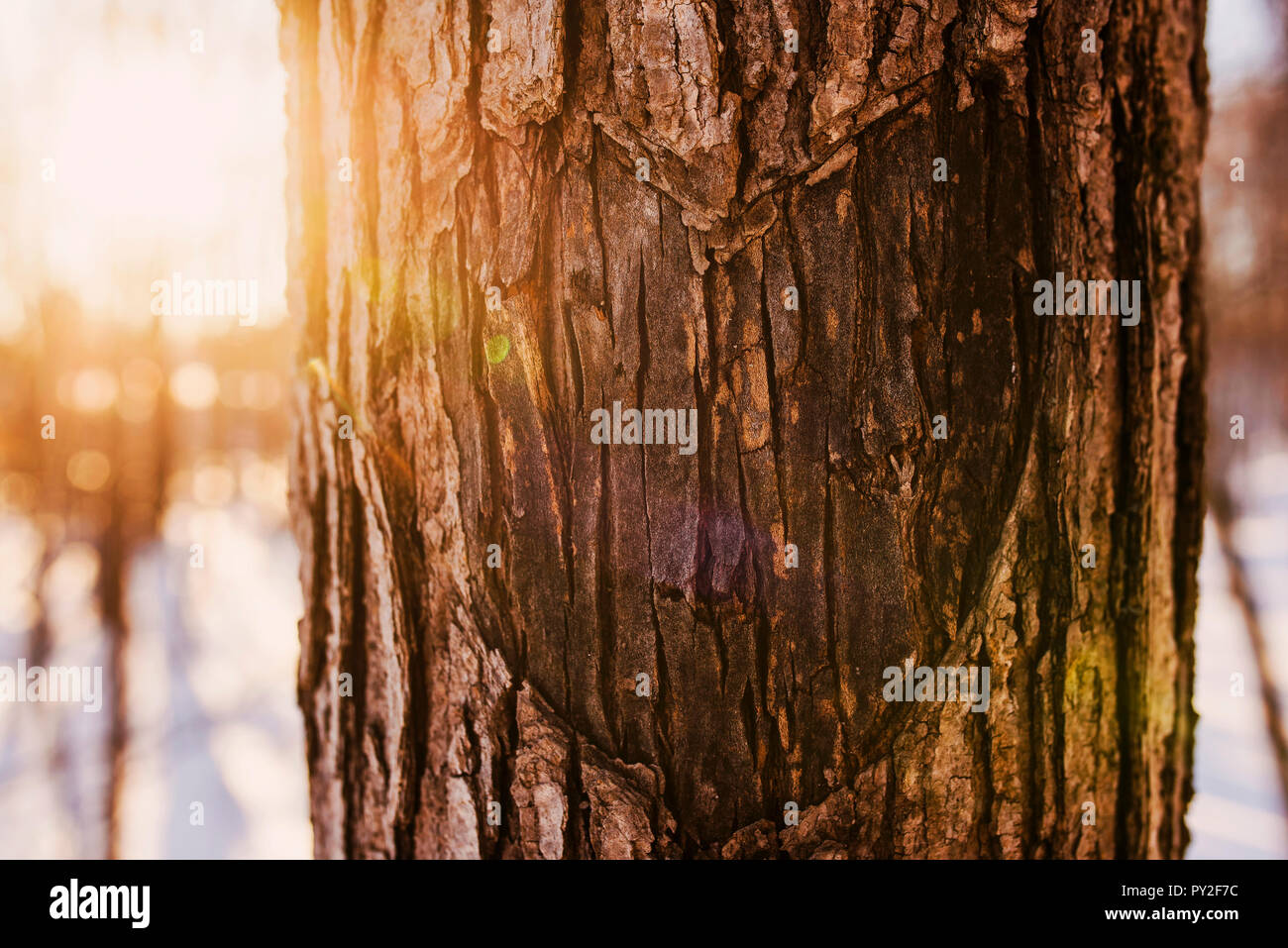 Heart in tree trunk hi-res stock photography and images - Alamy