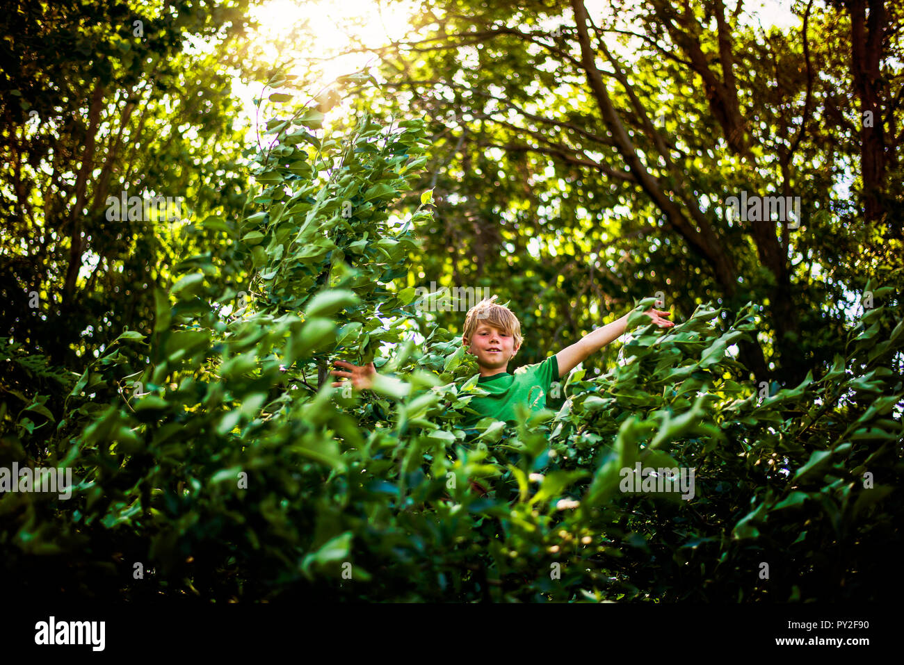 Portrait of a boy sitting in a tree, United States Stock Photo - Alamy