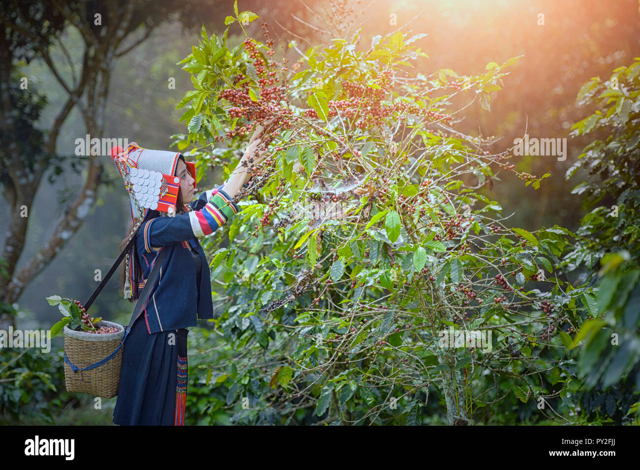 Coffee harvesting hi-res stock photography and images - Alamy