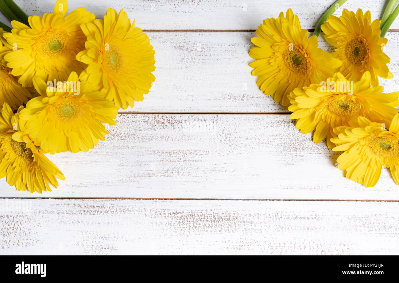 Closeup yellow daisies bloom hi-res stock photography and images - Alamy