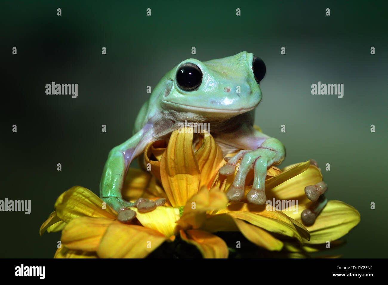 Dumpy tree frog on a flower, Indonesia Stock Photo - Alamy