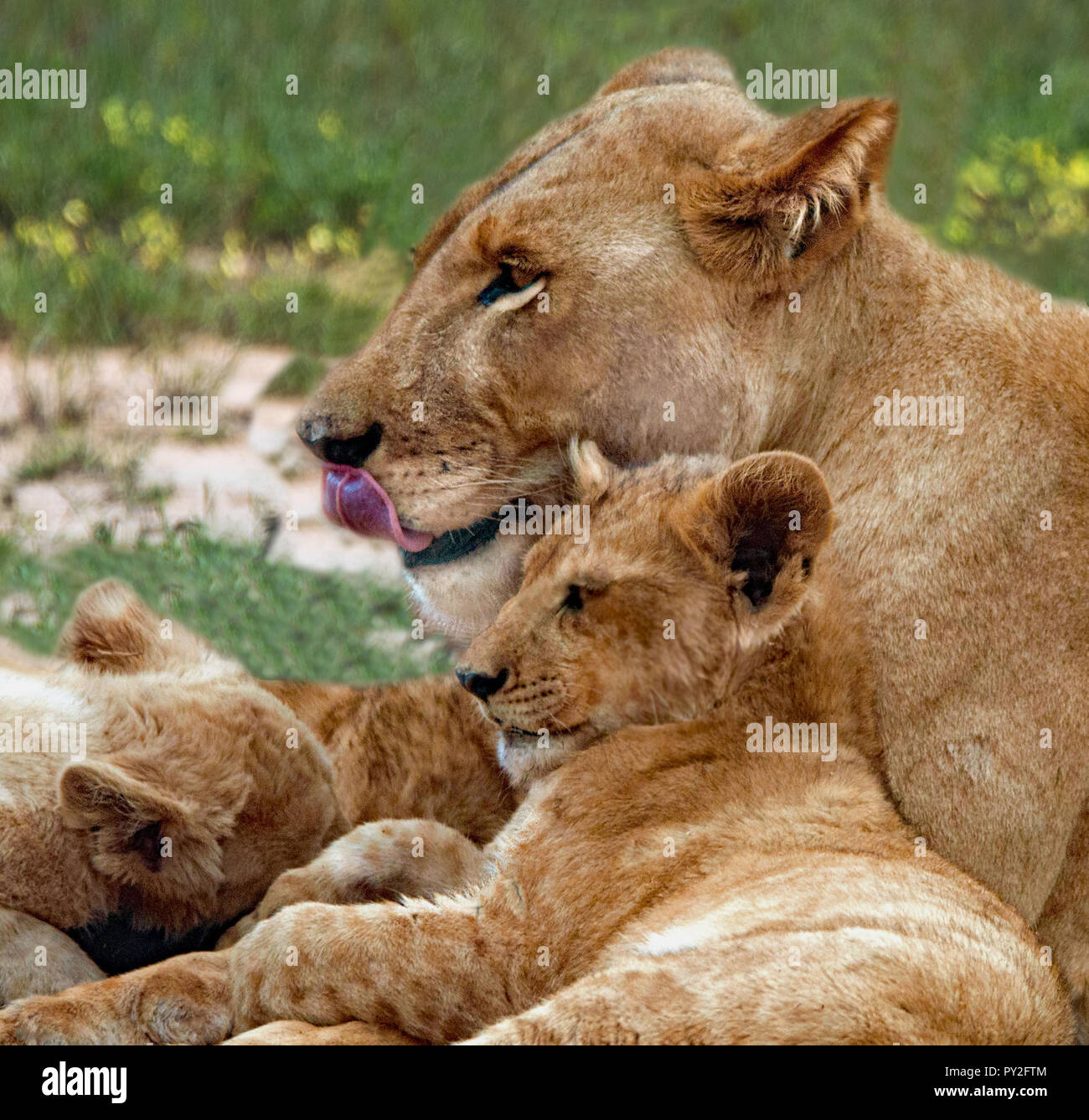 Lion cub lioness wild animal wildlife hi-res stock photography and ...
