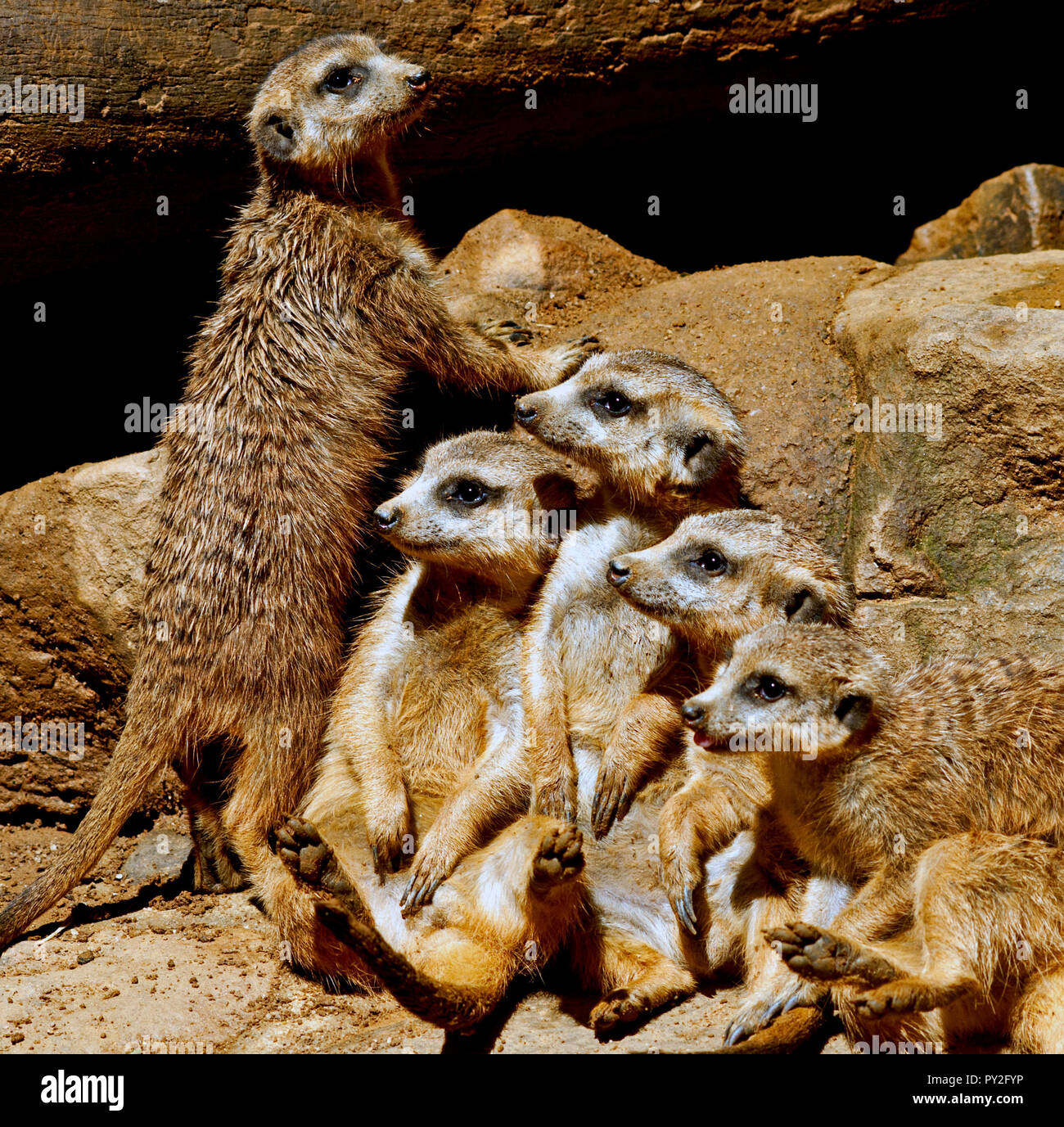 Meerkat group hi-res stock photography and images - Alamy