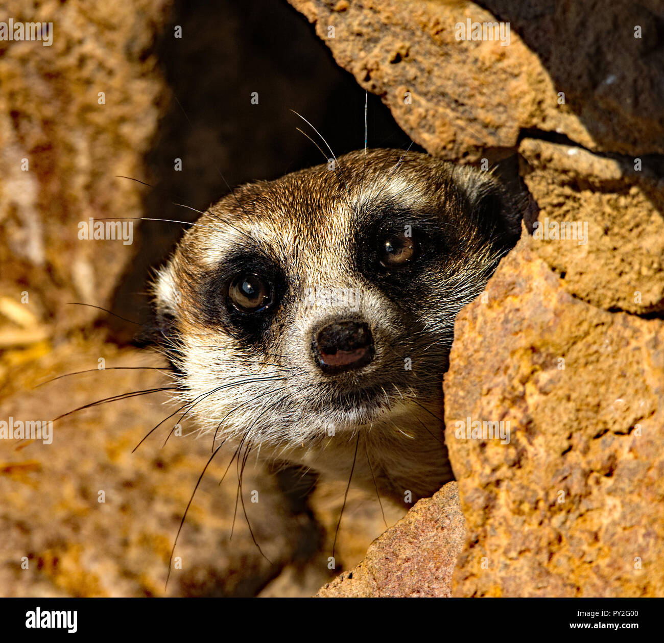 Looking out behind a rock hi-res stock photography and images - Alamy