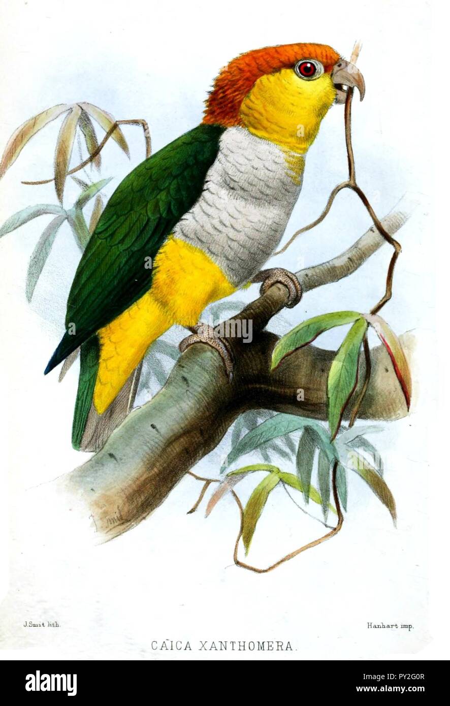 Caica hi-res stock photography and images - Alamy