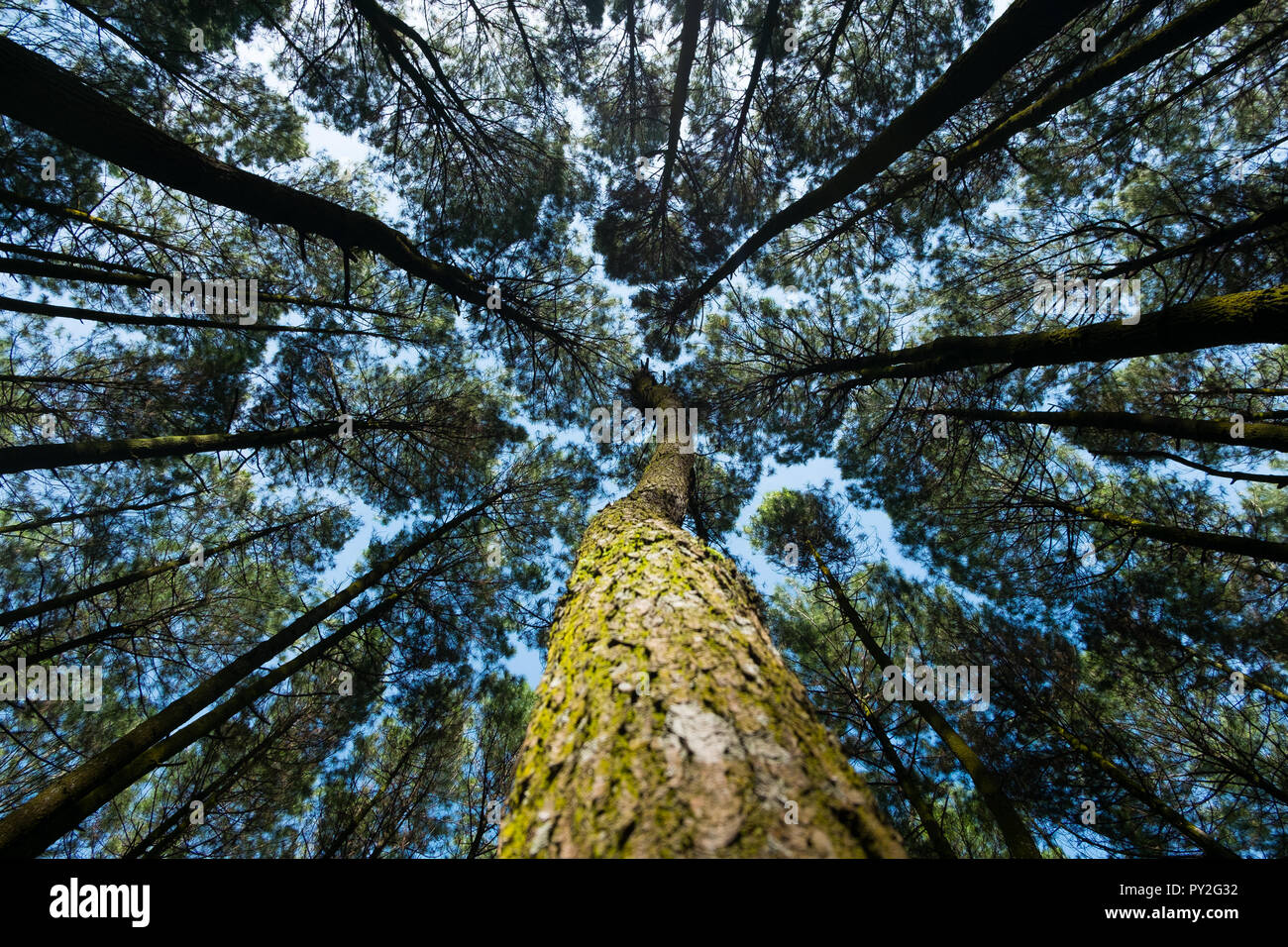 Pine tree low angle view hi-res stock photography and images - Alamy