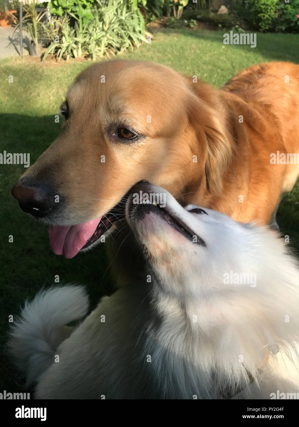 Indian spitz hi-res stock photography and images - Alamy