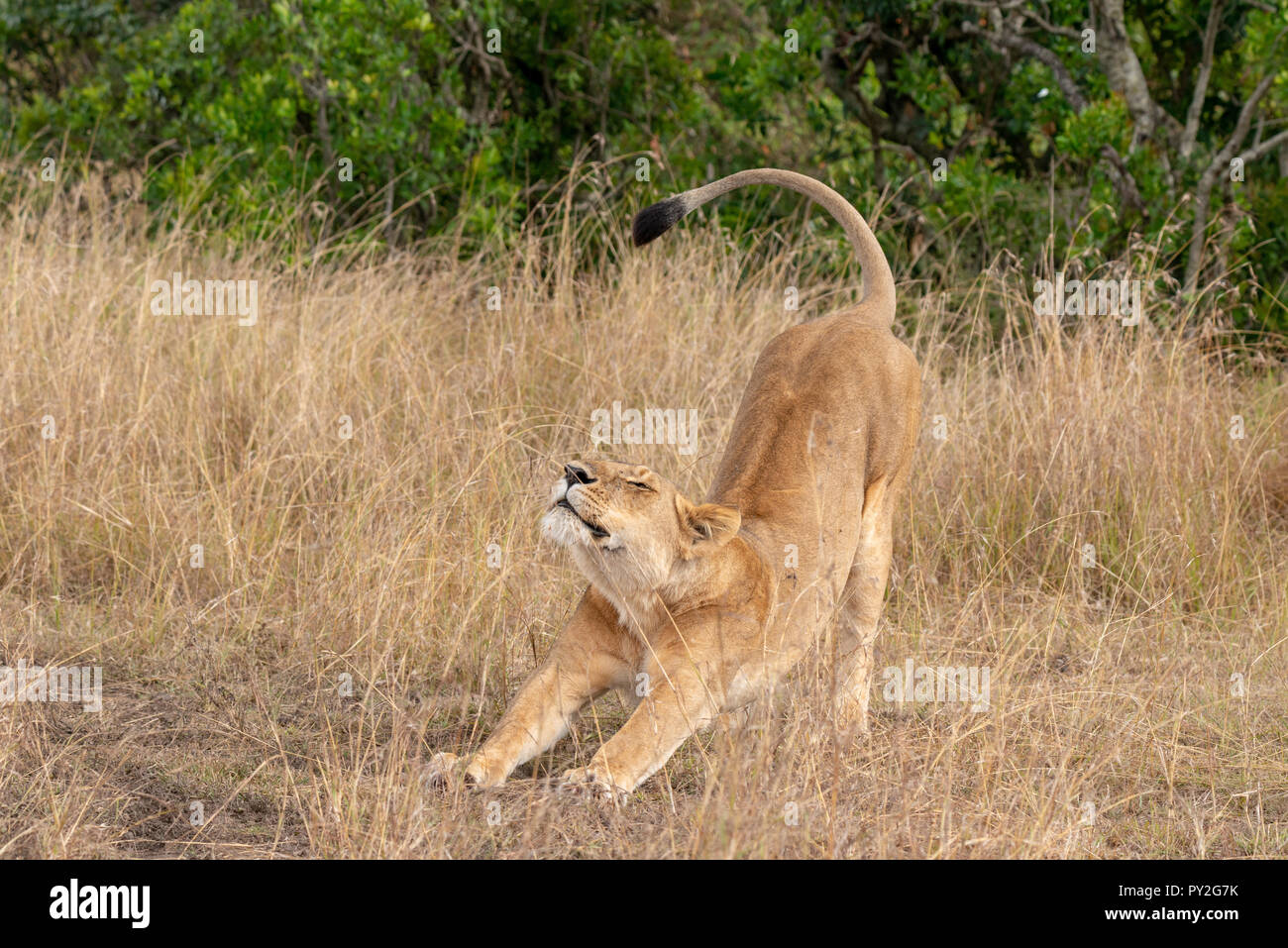 Yoga lion hi-res stock photography and images - Alamy