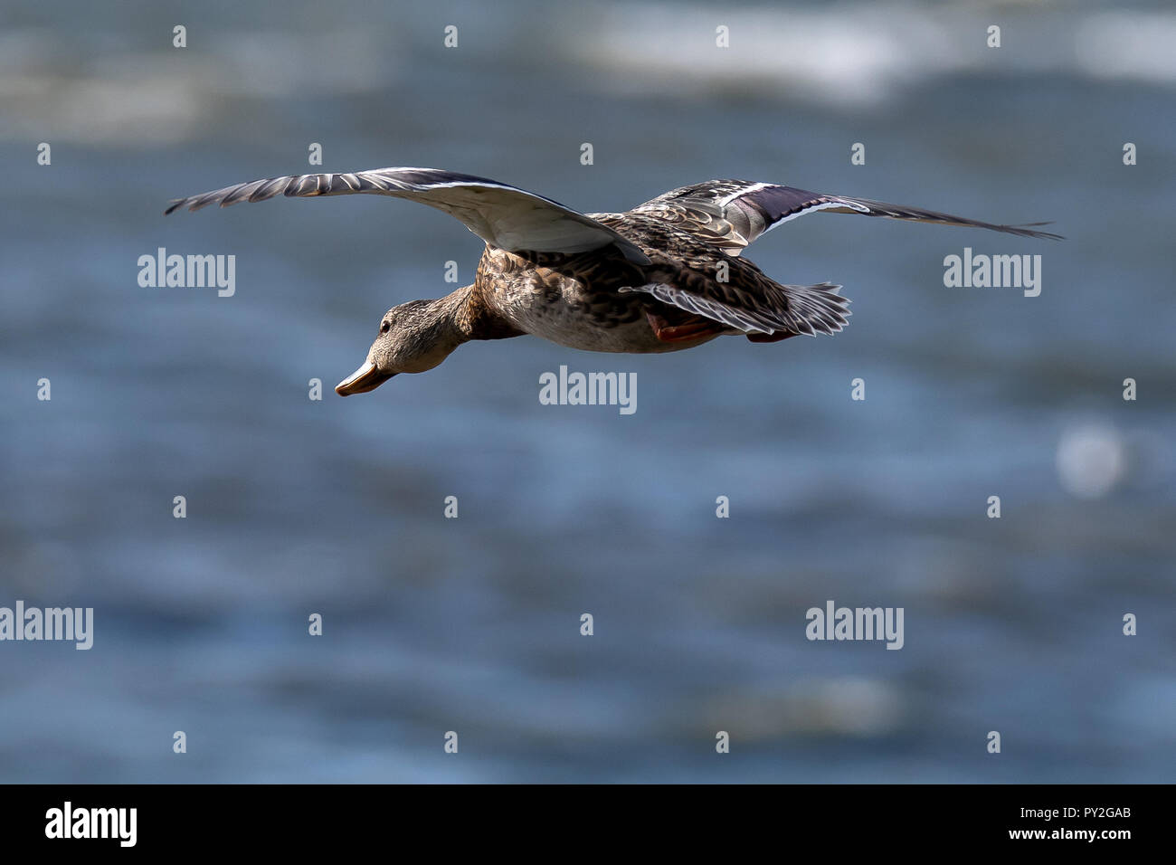 Duck in flight, Canada Stock Photo - Alamy