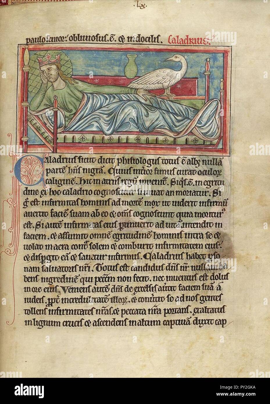 Caladrius hi-res stock photography and images - Alamy