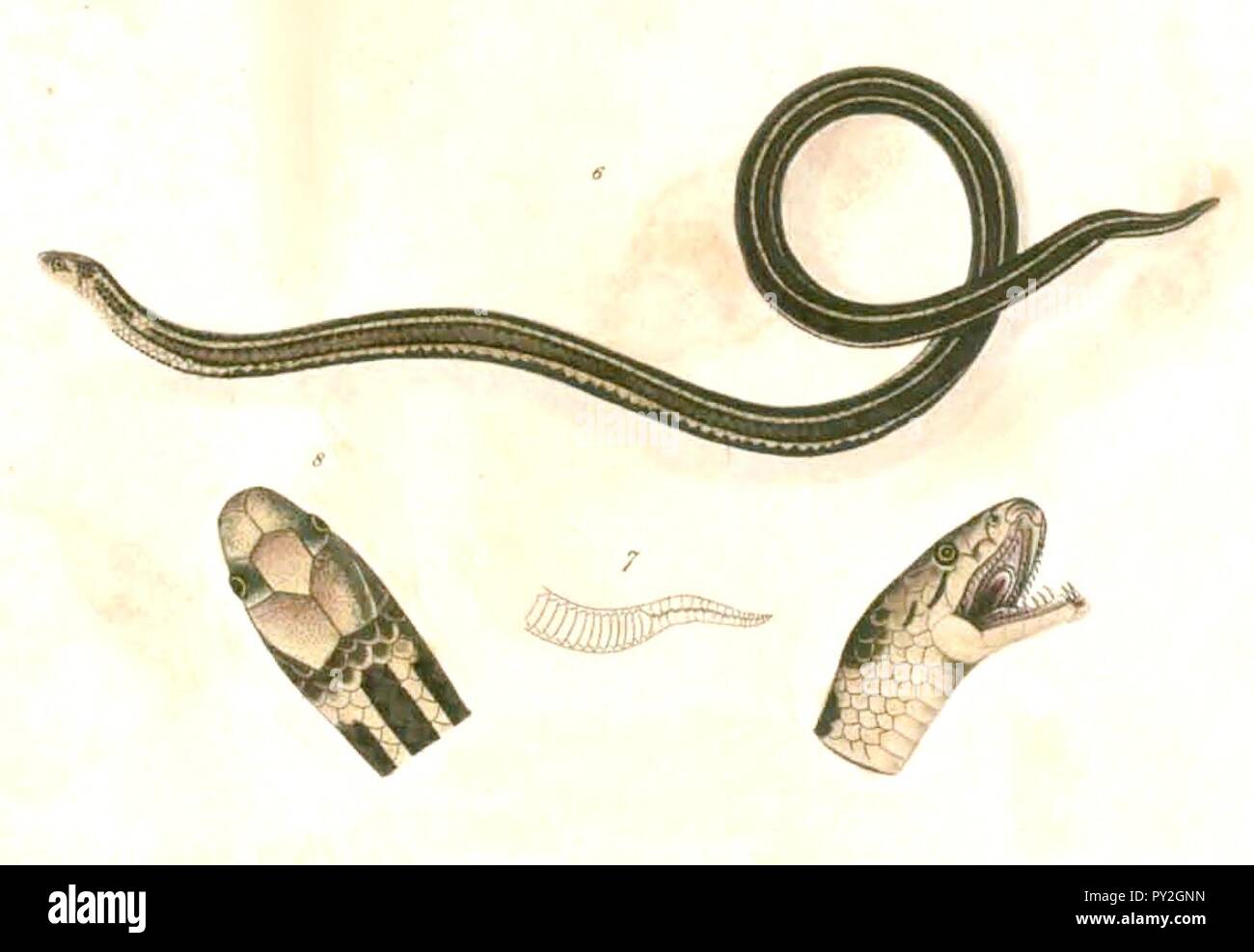 Calamaria hi-res stock photography and images - Alamy