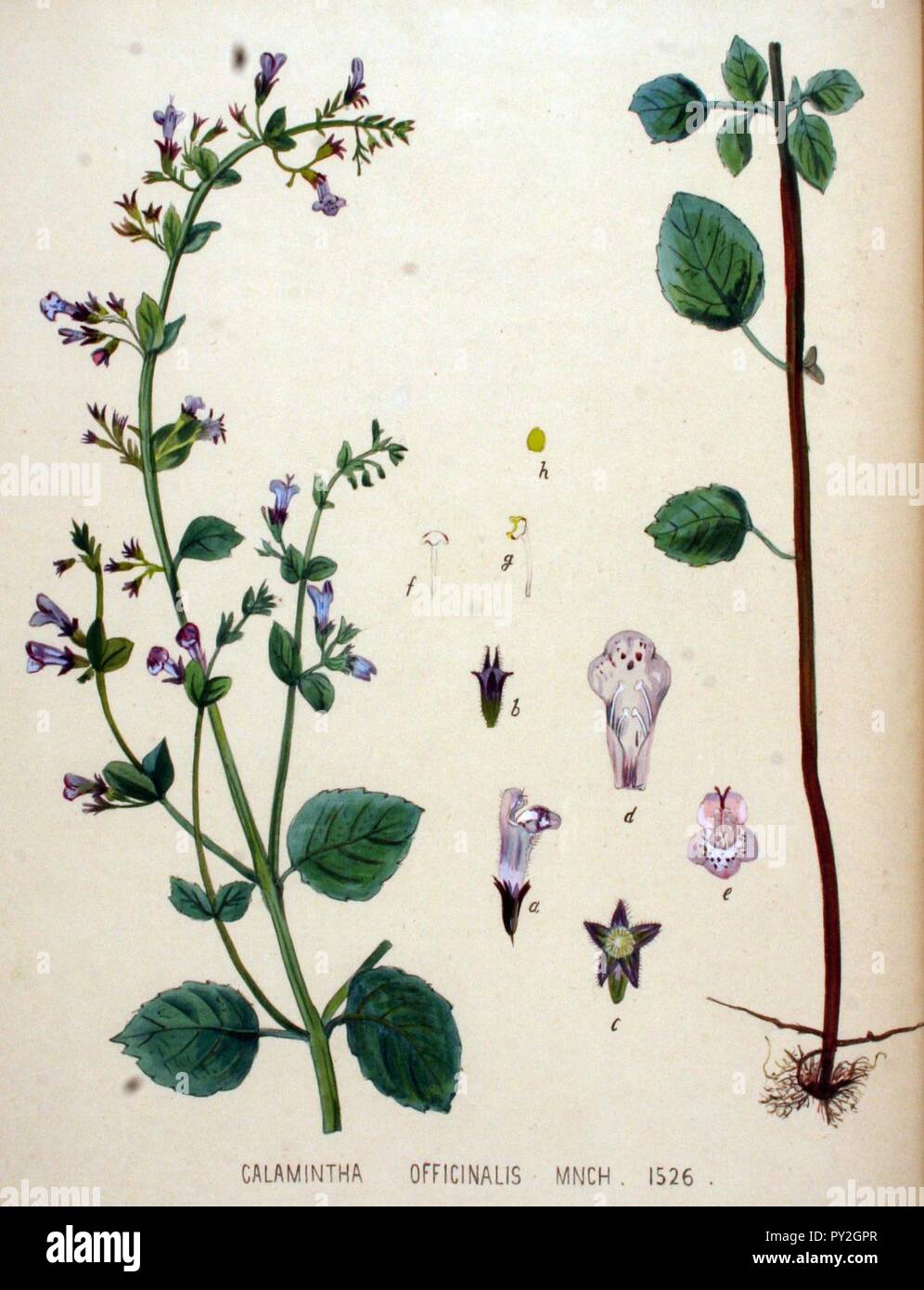 Calamintha officinalis — Flora Batava — Volume v20 Stock Photo - Alamy