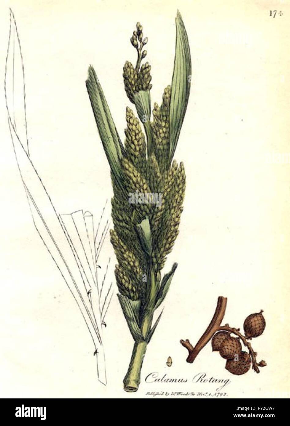 Calamus photo hi-res stock photography and images - Alamy