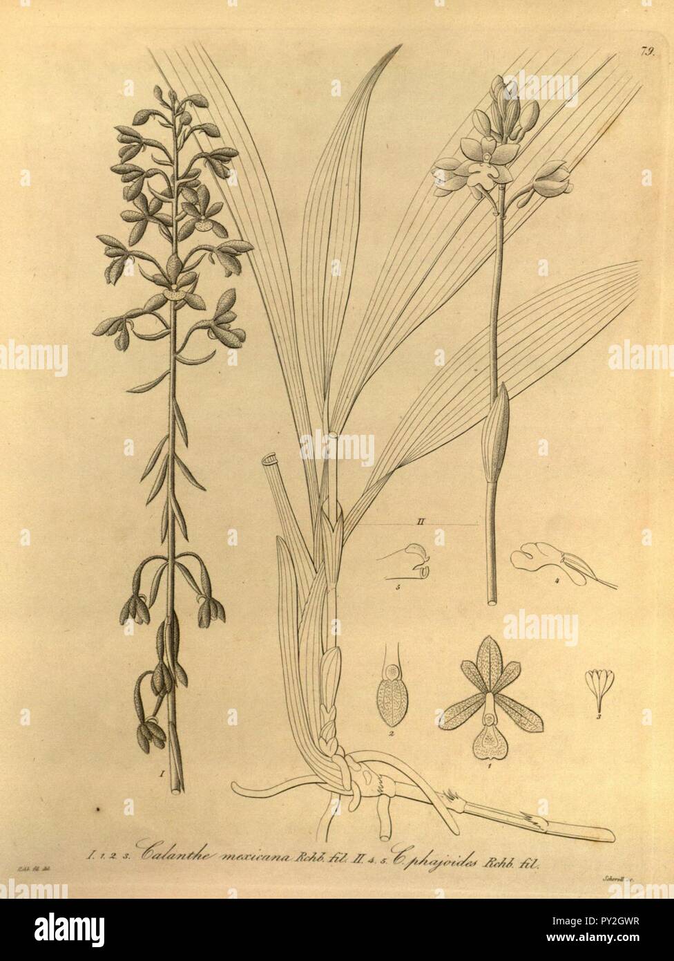 Calanthe calanthoides (as Calanthe mexicana) - Calanthe angustifolia ...