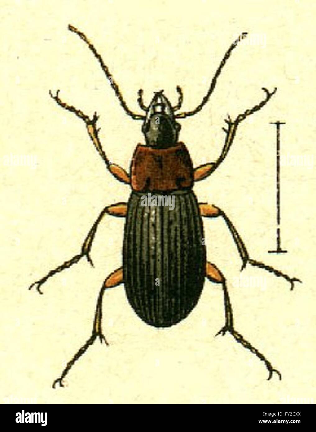 Calathus melanocephalus hi-res stock photography and images - Alamy