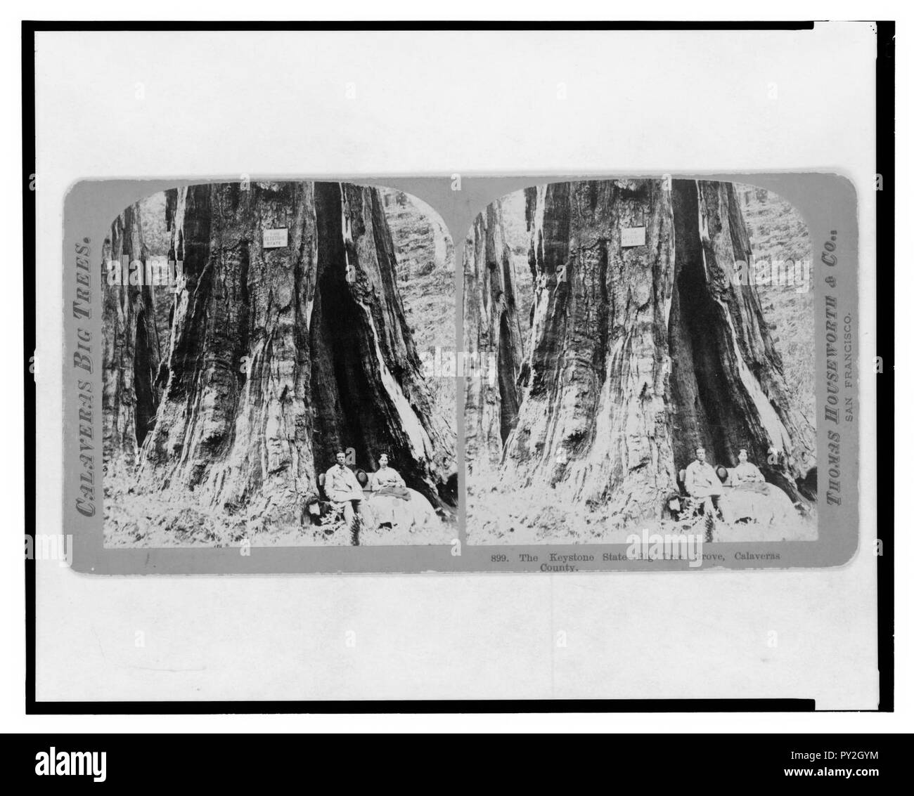 Calaveras big trees. The Keystone State-big tree grove, Calaveras ...