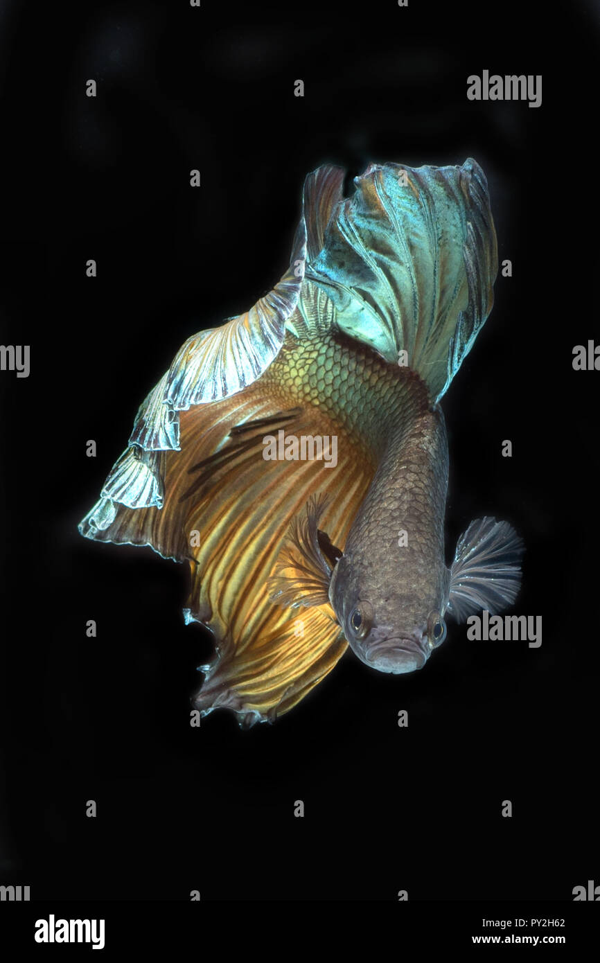 Betta fighting fish hi-res stock photography and images - Alamy