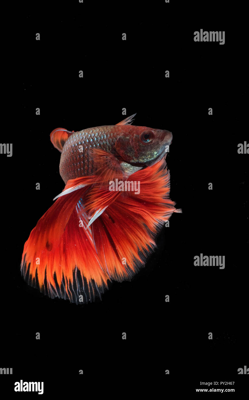 Portrait of a betta fish Stock Photo - Alamy