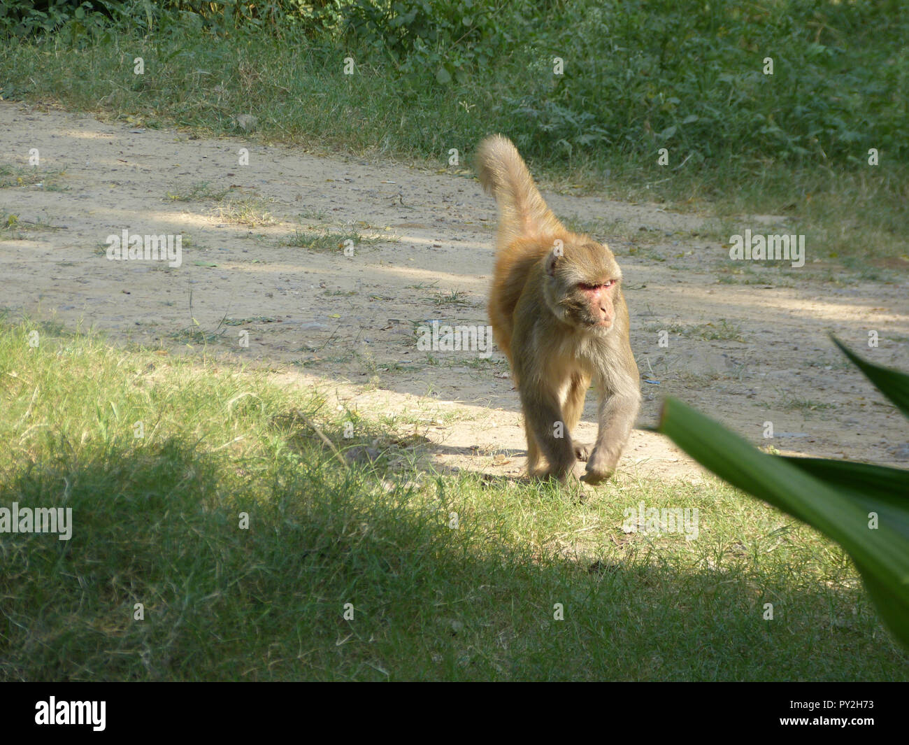 Rhesus macaque walking across a footpath, India Stock Photo - Alamy