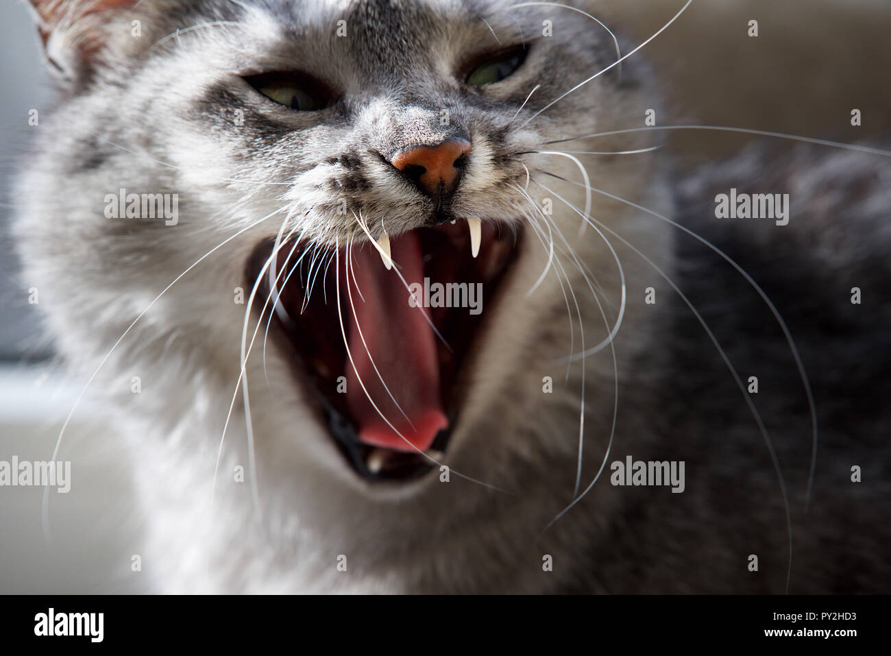 Close up side view cat yawning hi-res stock photography and images - Alamy