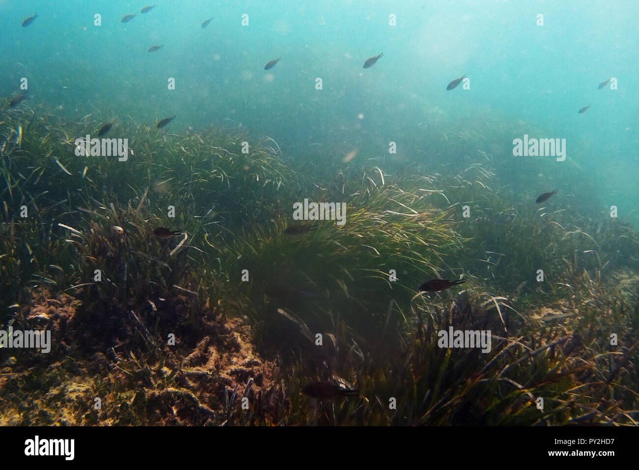 Fish swimming underwater, Malta Stock Photo - Alamy
