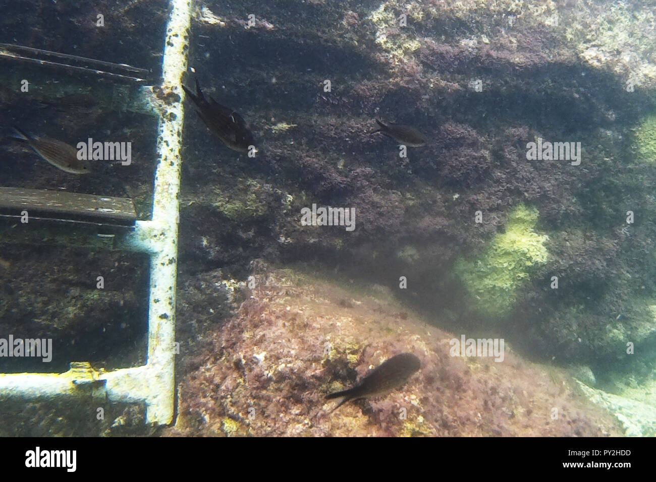 Fish swimming by a ladder attached to rocks in the ocean, Malta Stock ...