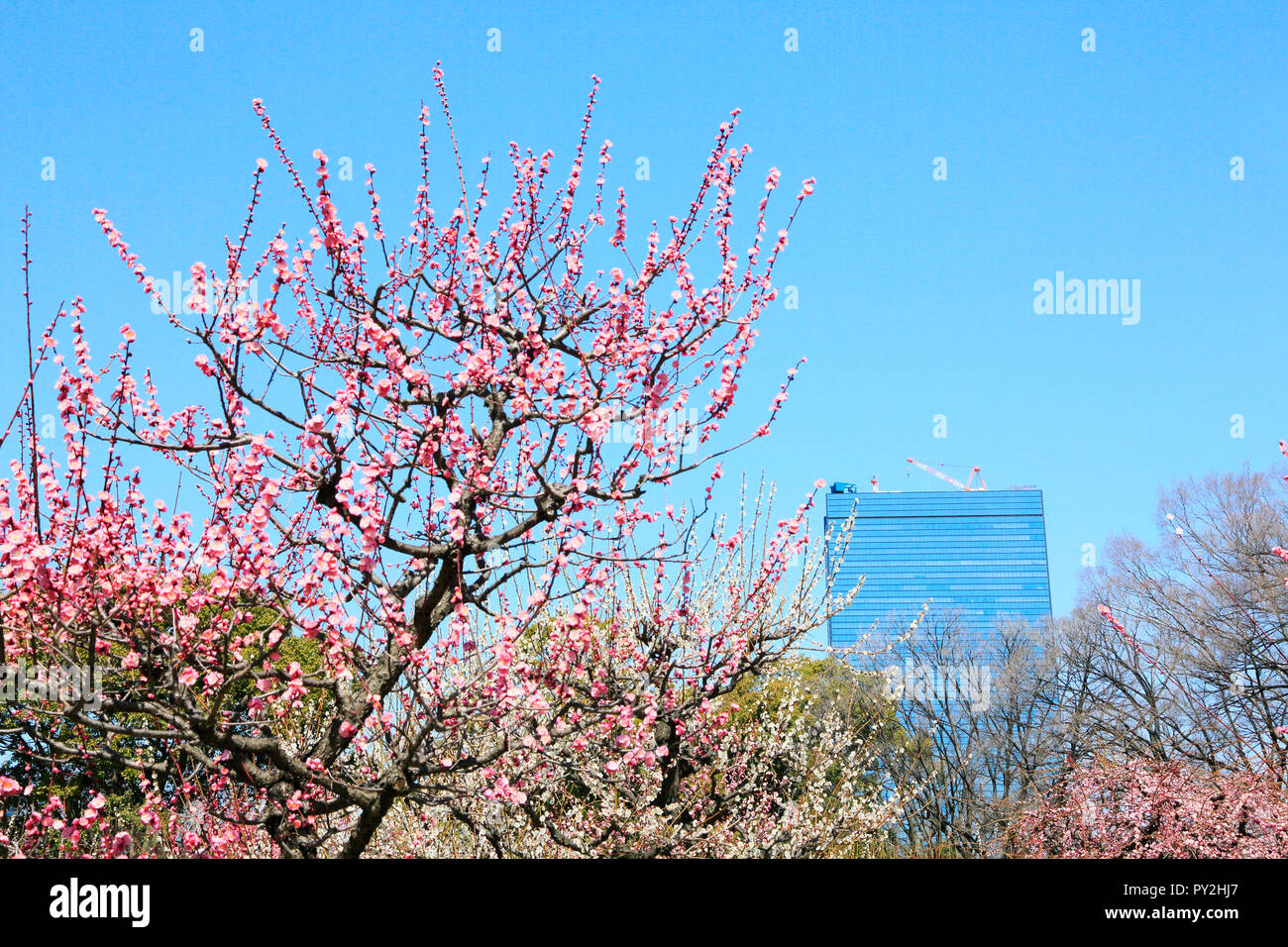 Osaka castle full bloom hi-res stock photography and images - Alamy