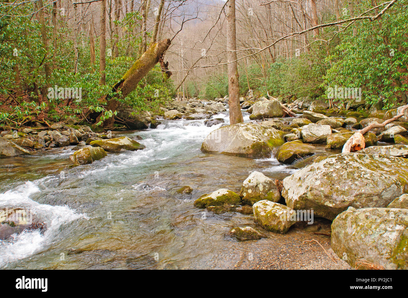 Big Creek in Spring in the Smoky Mountains Stock Photo - Alamy