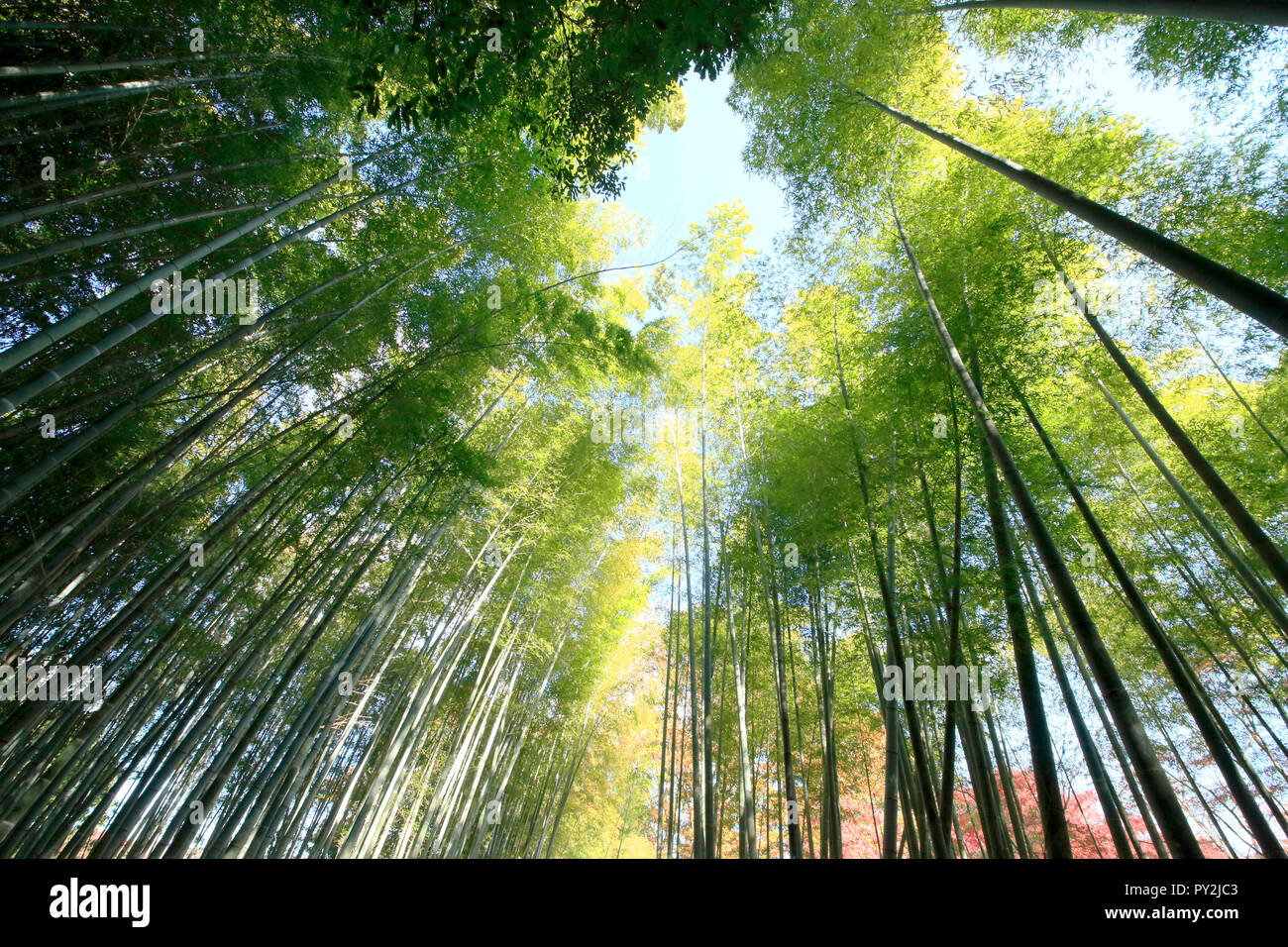 Bamboo Road in Arashiyama Stock Photo - Alamy