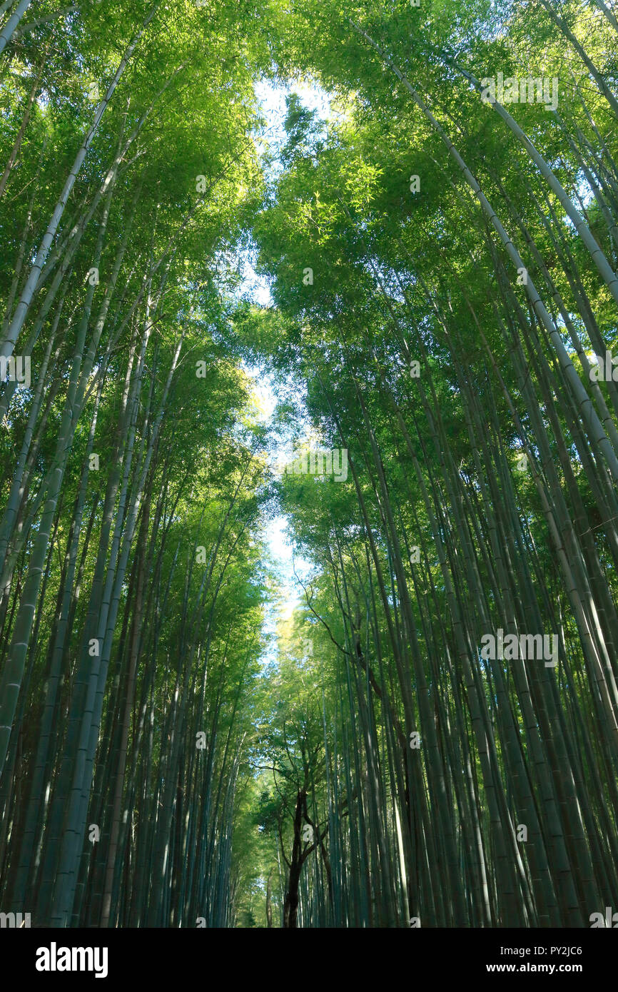 Bamboo Road in Arashiyama Stock Photo - Alamy